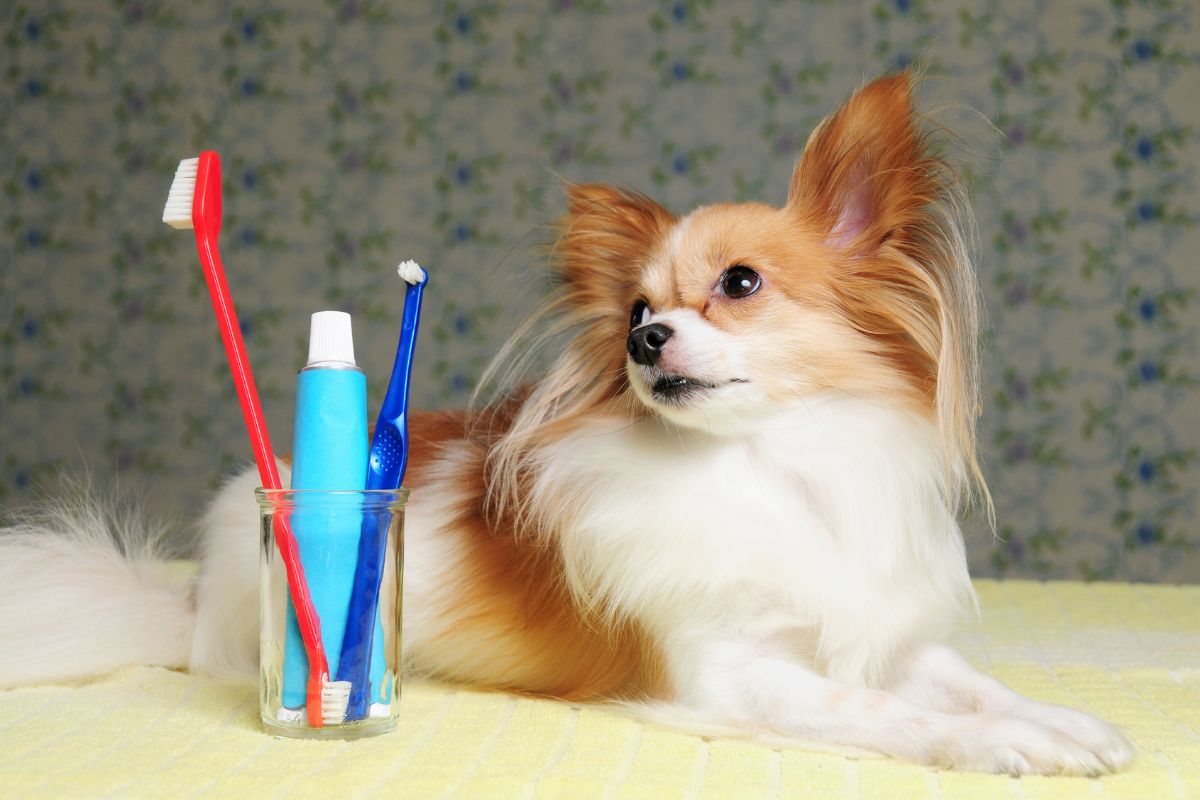 Pet Dental Care: Tips & Guide